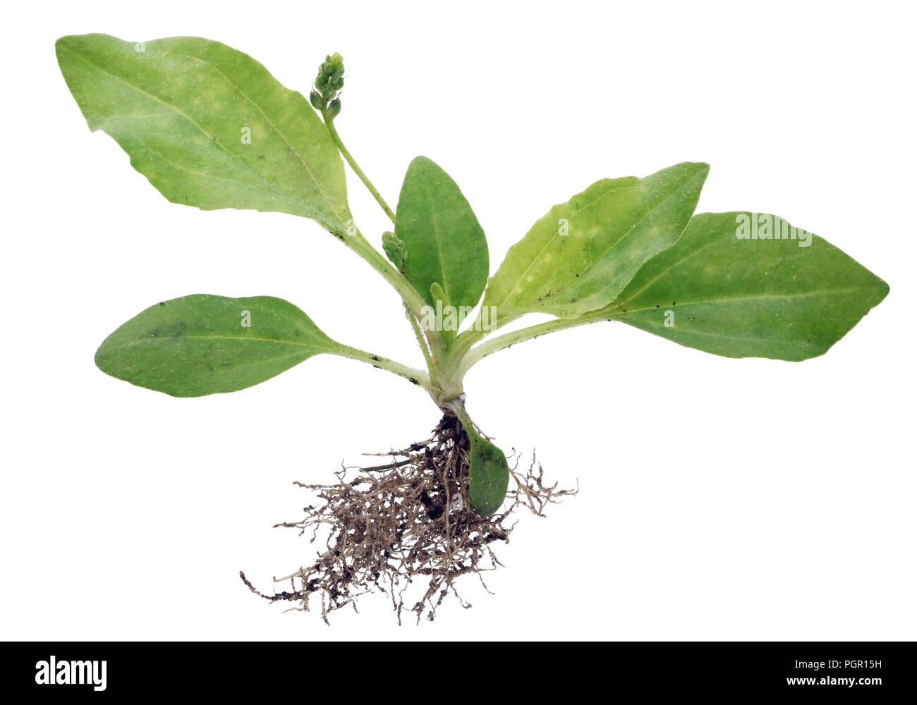 Plantain growing Cut Out Stock Images & Pictures - Alamy
