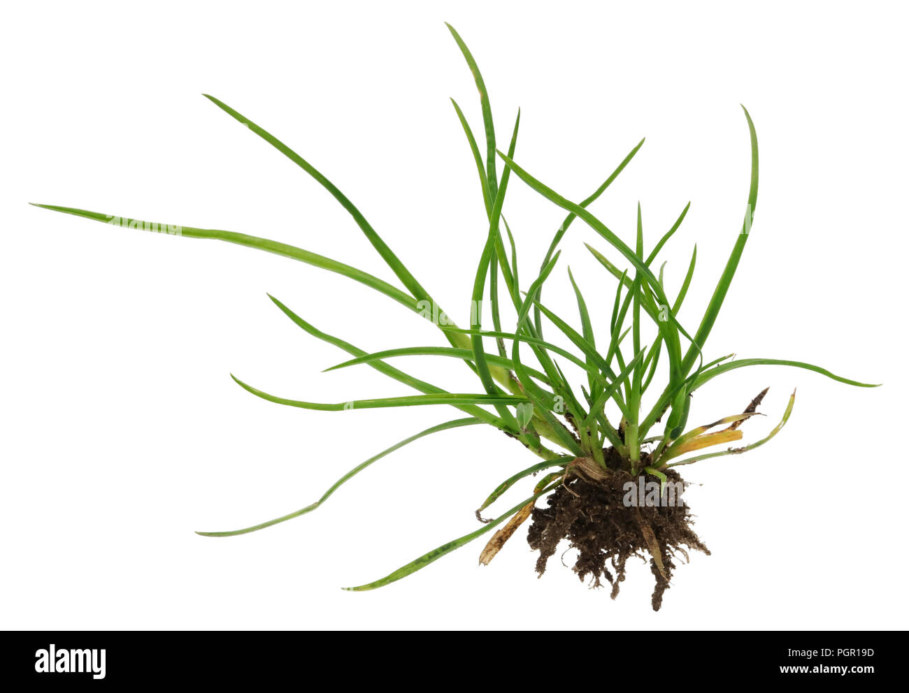 The most terrible weed in the garden is the thistle plant with dirty ...