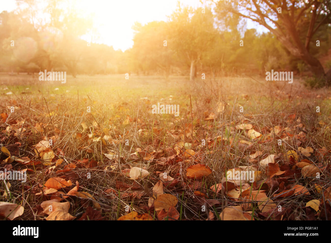 autumn leaves on the ground. fall wallpaper. toned image Stock Photo ...