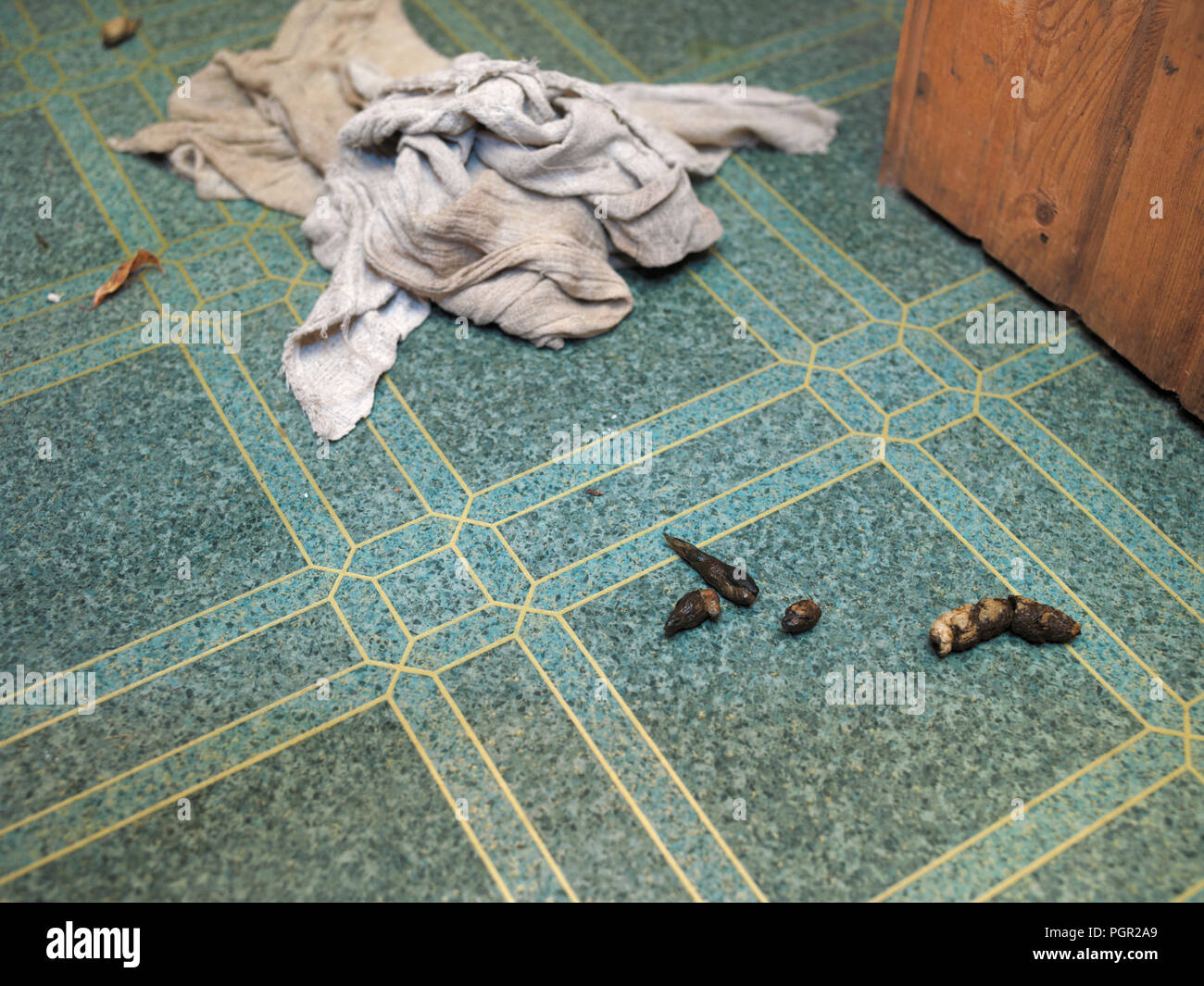 Animal poo hi-res stock photography and images - Alamy