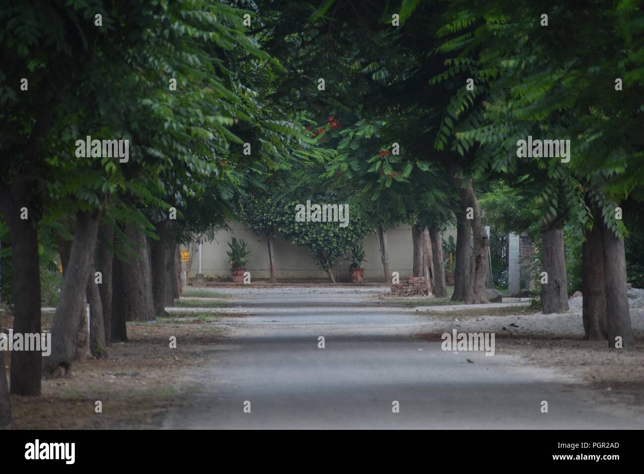 ROAD BETWEEN TREES Stock Photo - Alamy