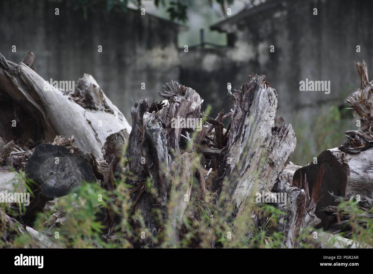 WOODS IN BACKYARD Stock Photo - Alamy