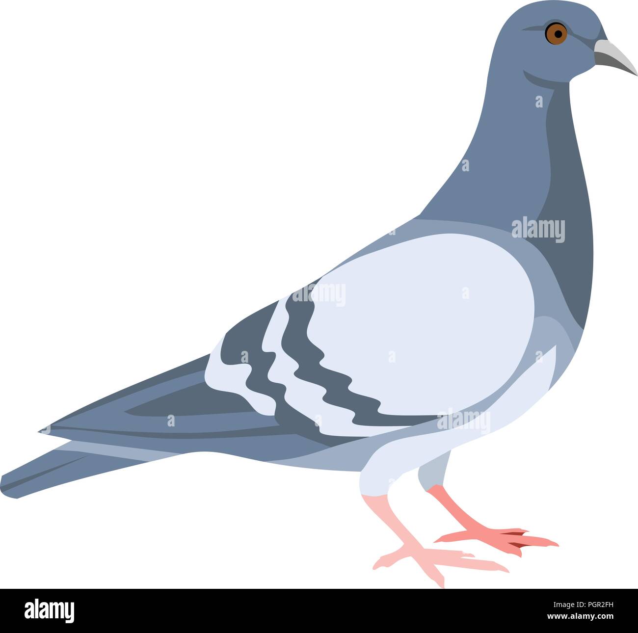 Pigeon Bird Animal Vector Stock Vector Image & Art - Alamy