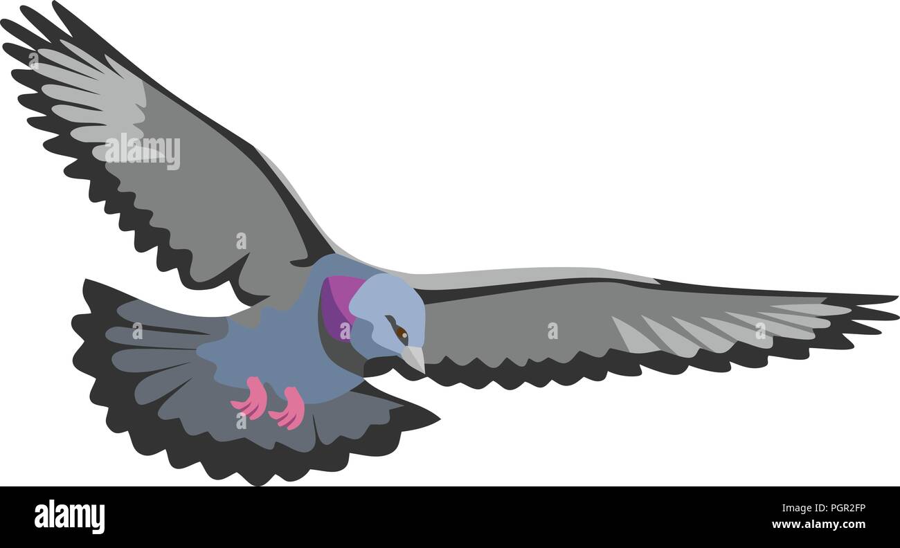Flying Pigeon Bird Animal Vector Stock Vector Image & Art - Alamy