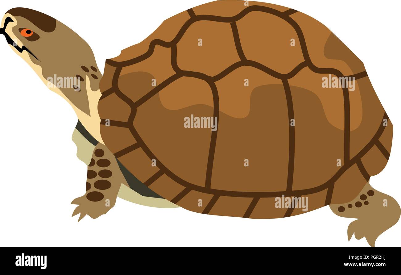 Anatomy of the turtle shell hi-res stock photography and images - Alamy
