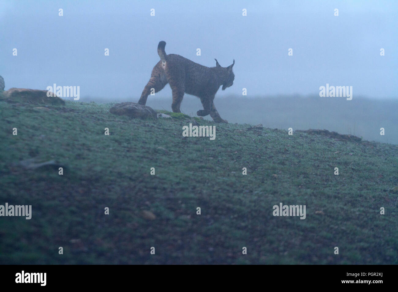 Lynx conservation hi-res stock photography and images - Alamy