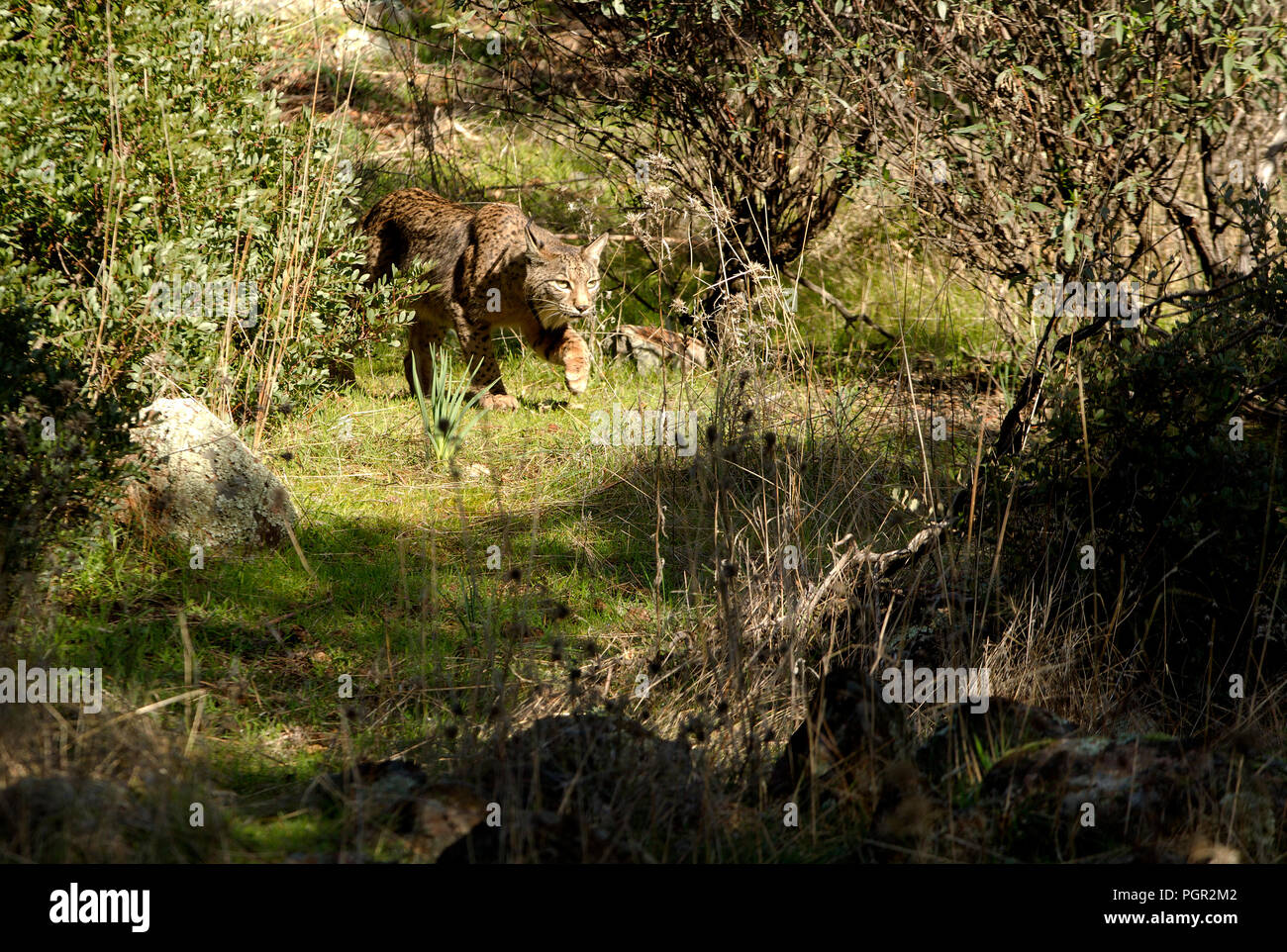 Lynx Palomino Rabbits