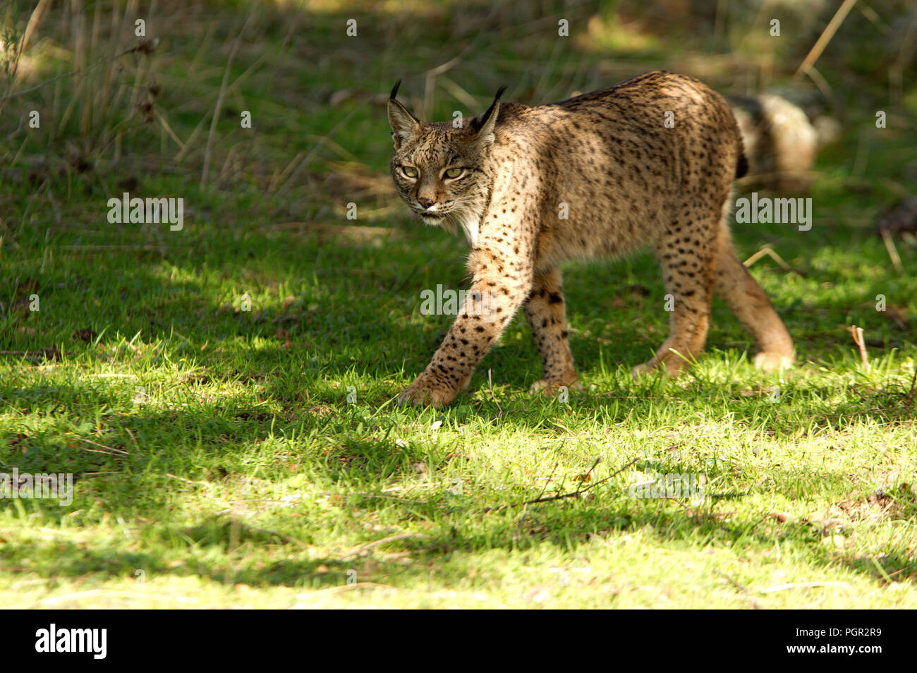 Lynx conservation hi-res stock photography and images - Alamy