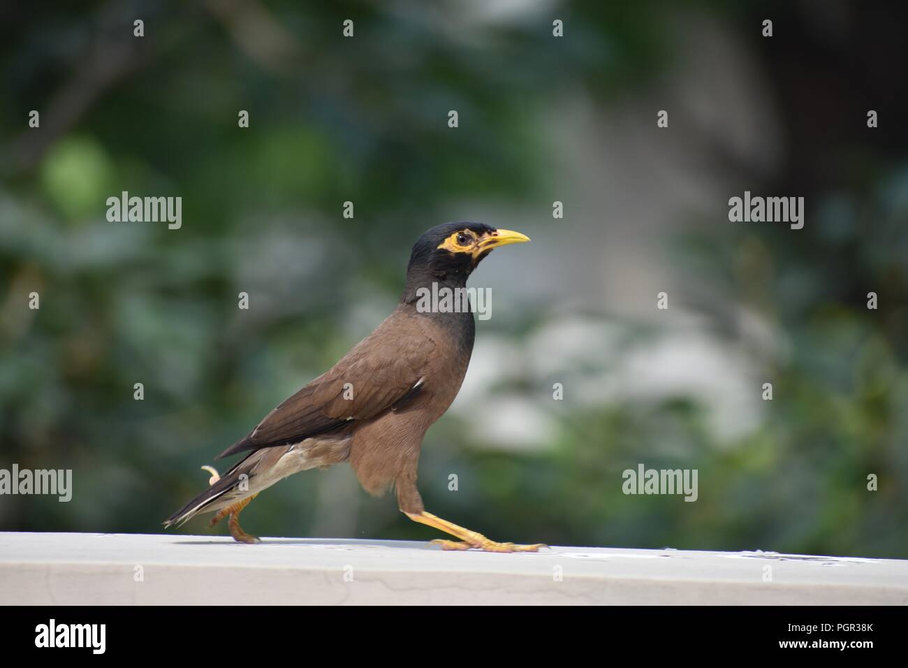 Amazing bird hi-res stock photography and images - Alamy
