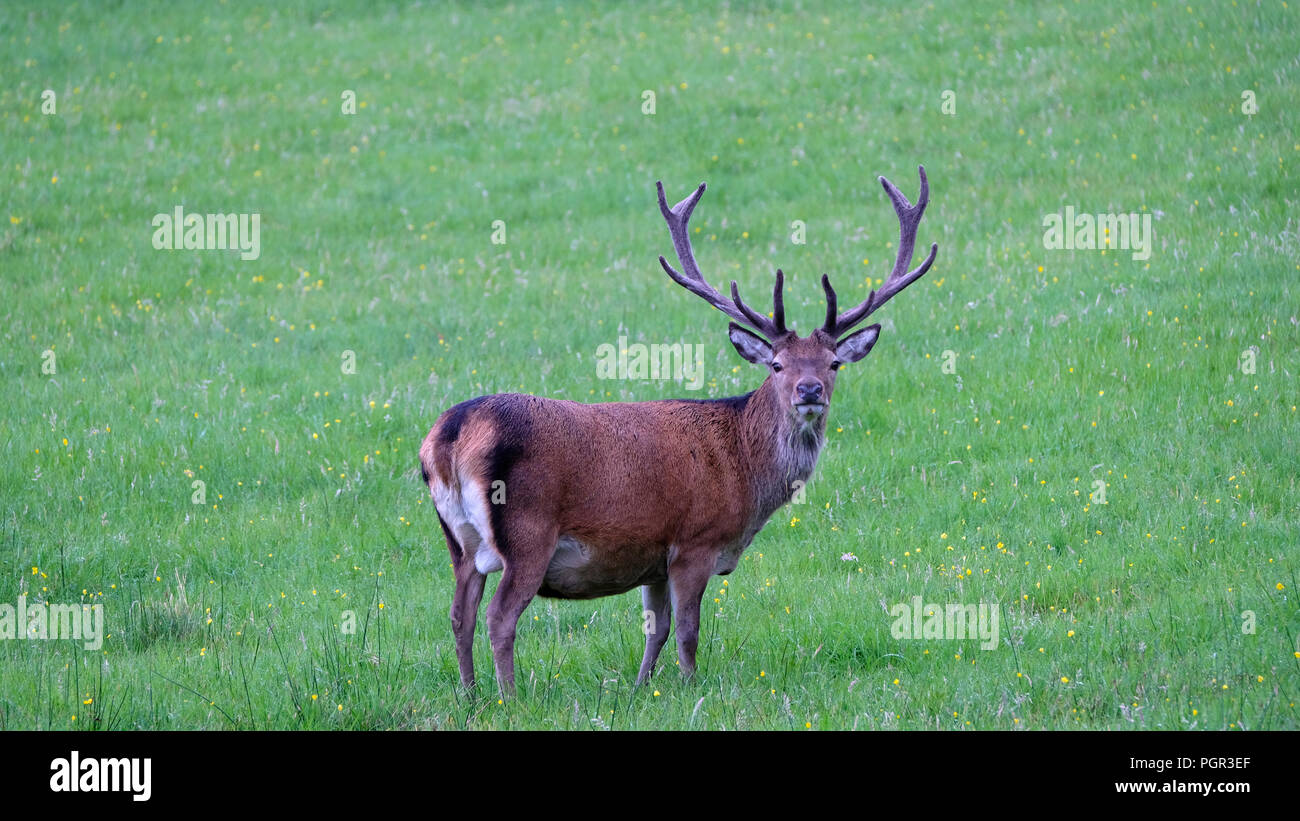 Scottish Red Stag Landscape High Resolution Stock Photography and ...