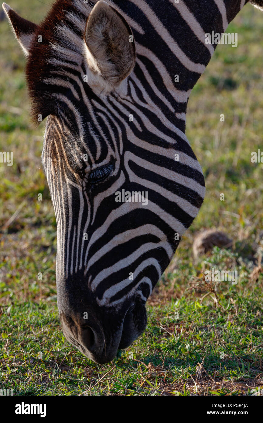 Bending to eat grass hi-res stock photography and images - Alamy