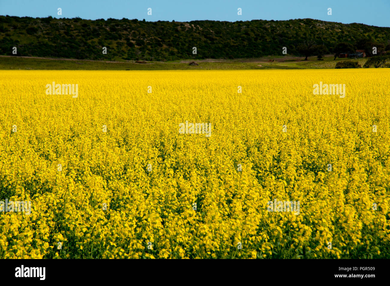 Rapeseed Field in the Mid West - Western Australia Stock Photo - Alamy