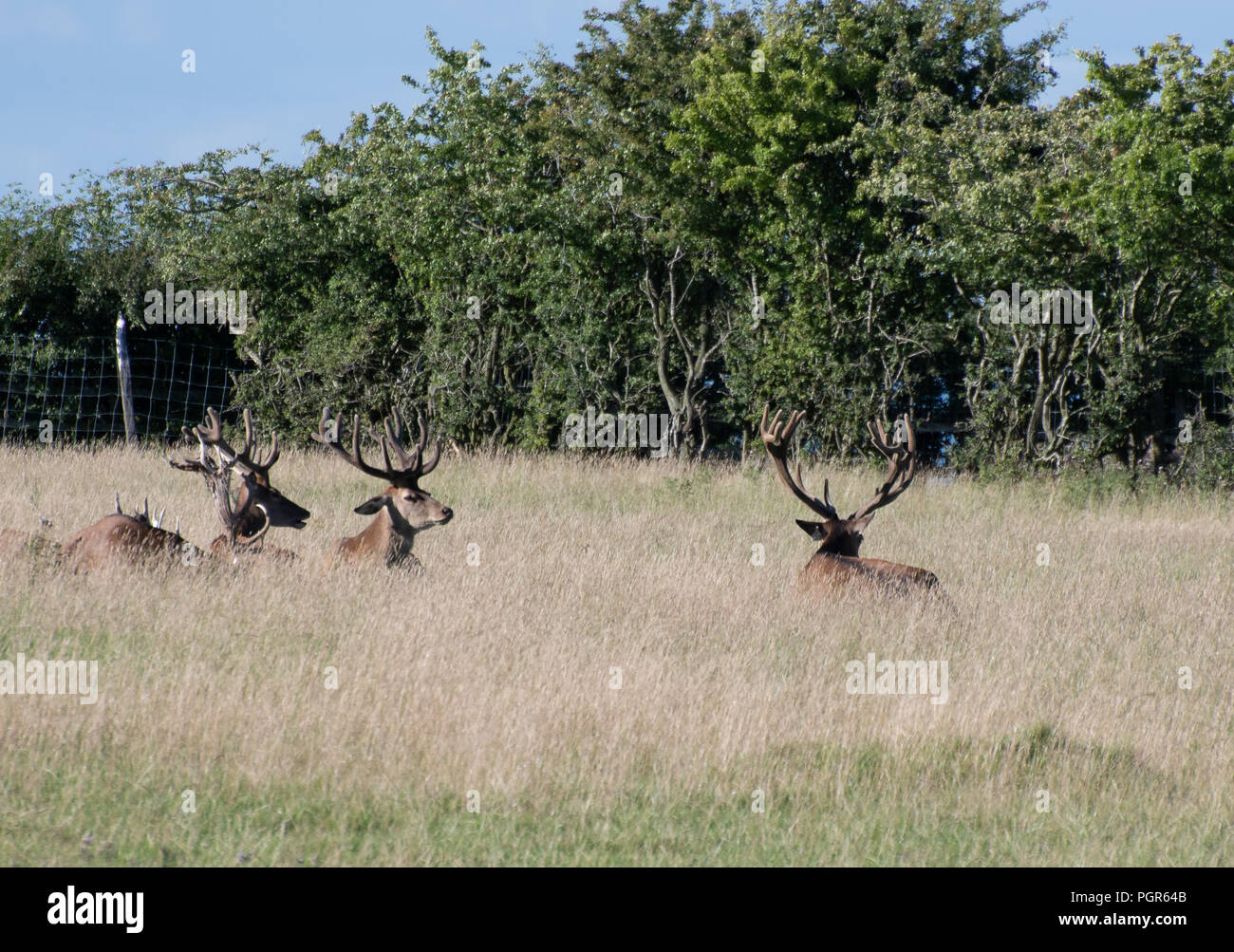 Deer sitting in the grass hi-res stock photography and images - Alamy
