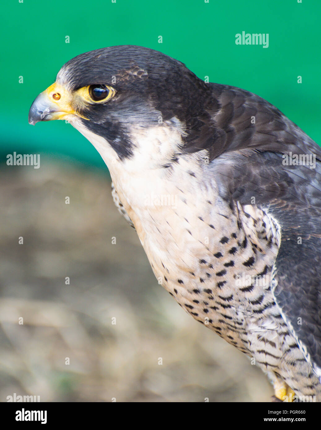 A portrait of a Peregreine Falcon bird of Prey Stock Photo - Alamy