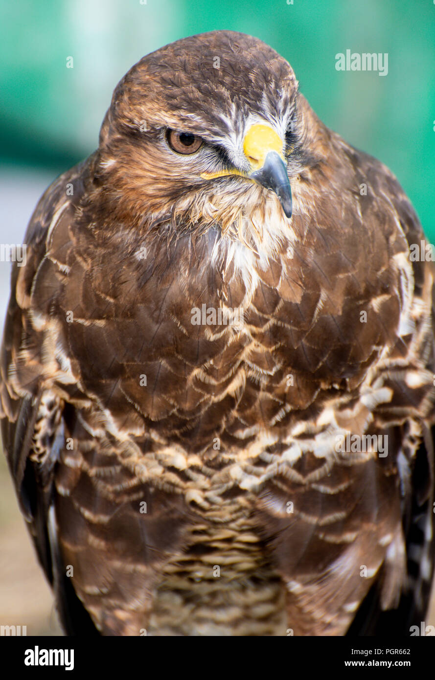 A portrait of a Common Buzzard Stock Photo - Alamy