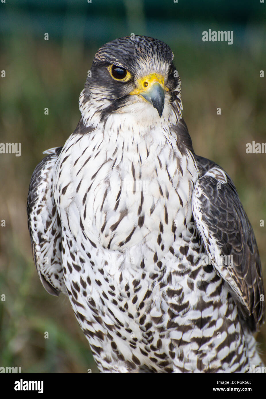 Gyr peregrine hybrid hi-res stock photography and images - Alamy