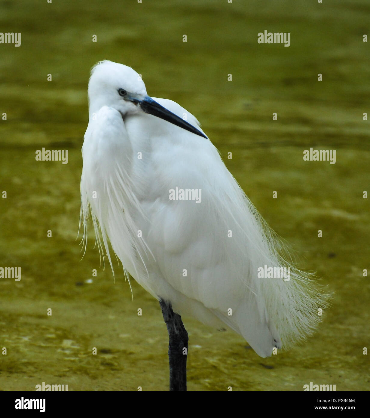 A portrait of a little egret stood in a pool Stock Photo - Alamy