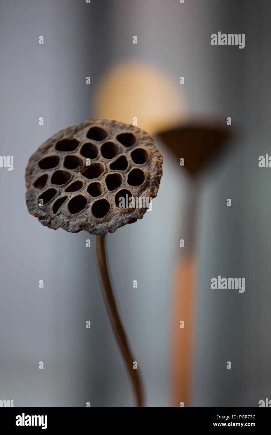 Close up of lotus pod Stock Photo - Alamy
