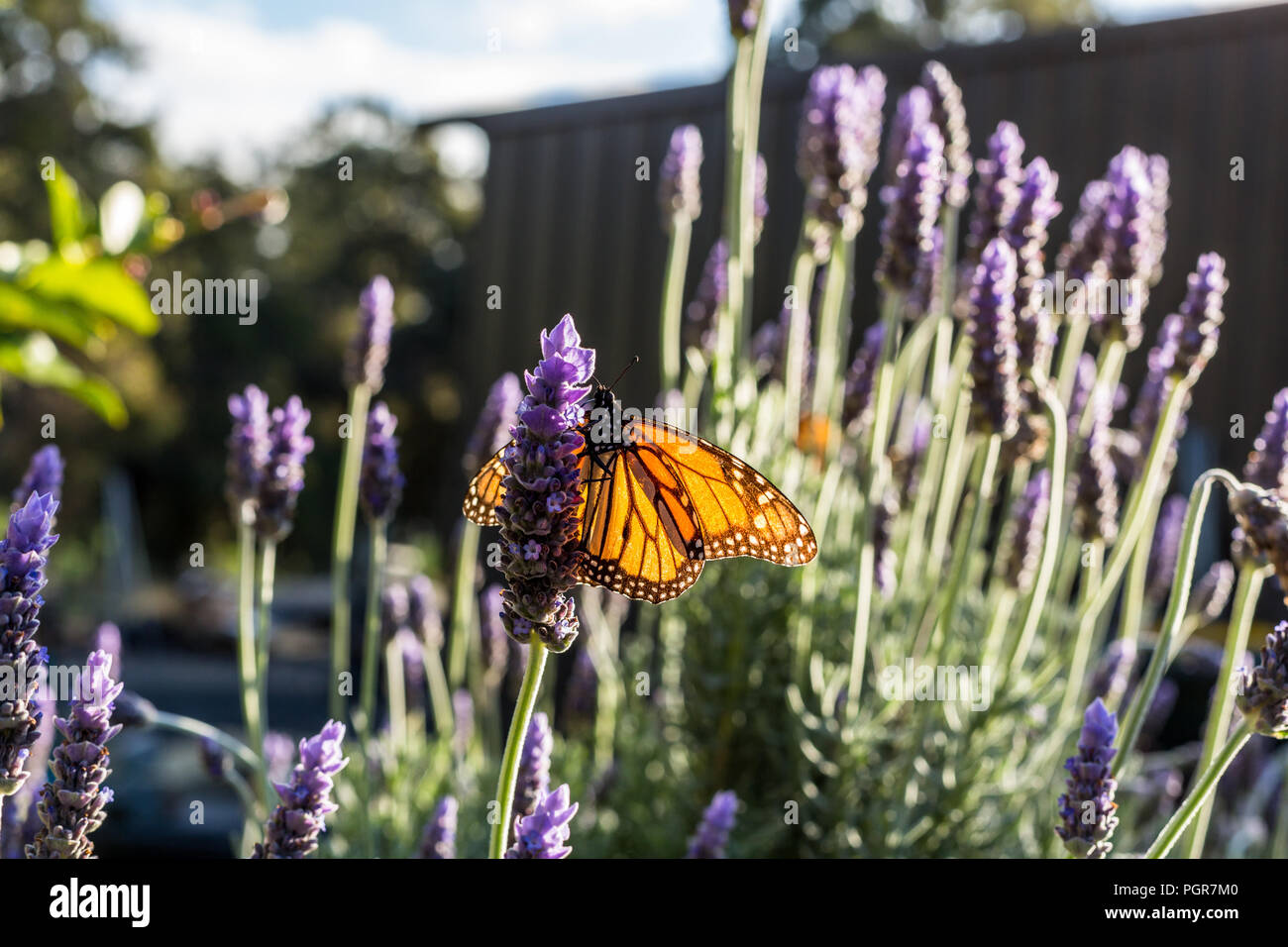 Monarch Butterfly on Lavender in garden setting Stock Photo - Alamy