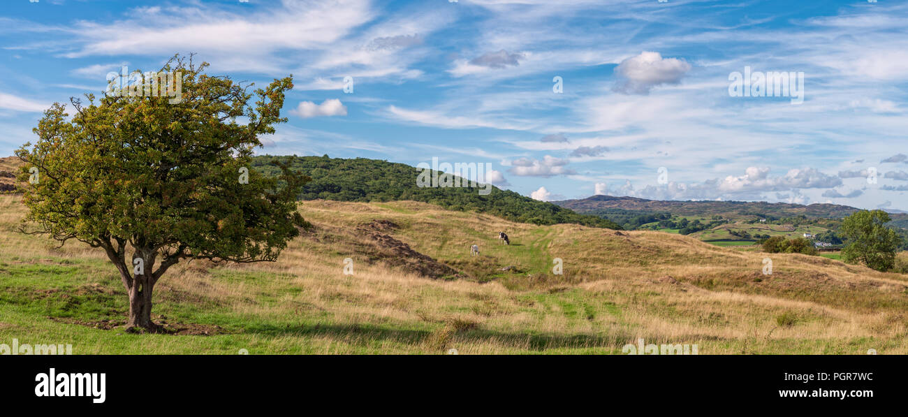 A lone hawthorne tree on the high pastures of Colton Hill, Cumbria ...