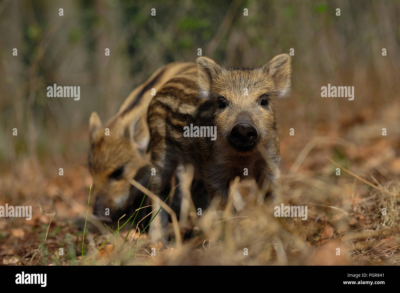Wild boar piglets forest hi-res stock photography and images - Alamy