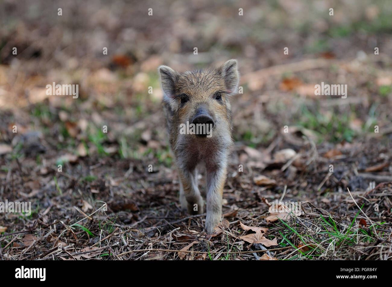 Wild boar piglet in the forest, spring, germany, (sus scrofa Stock ...