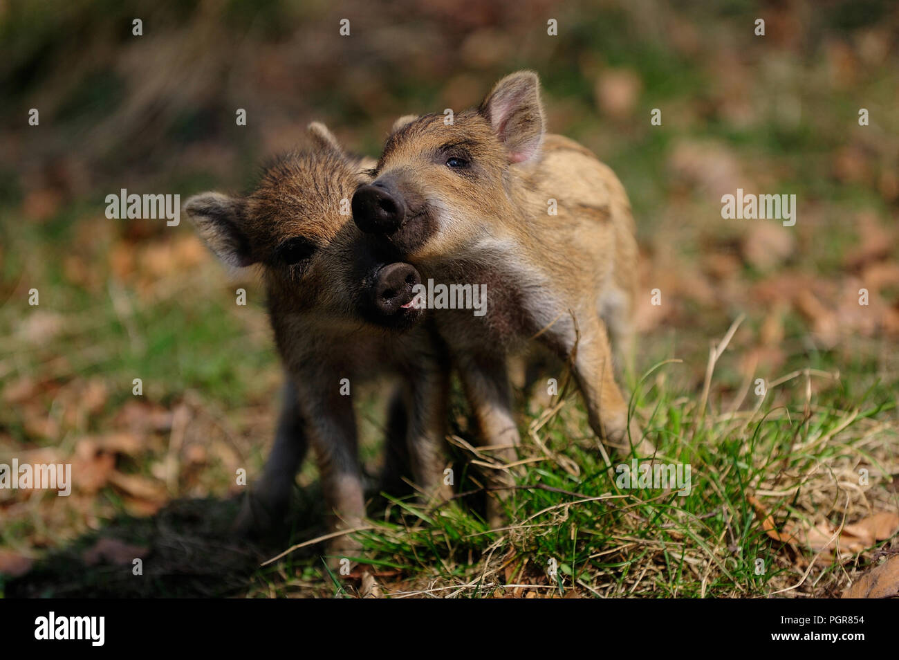 Wild boar piglets playing fight in the forest, spring, germany, (sus ...