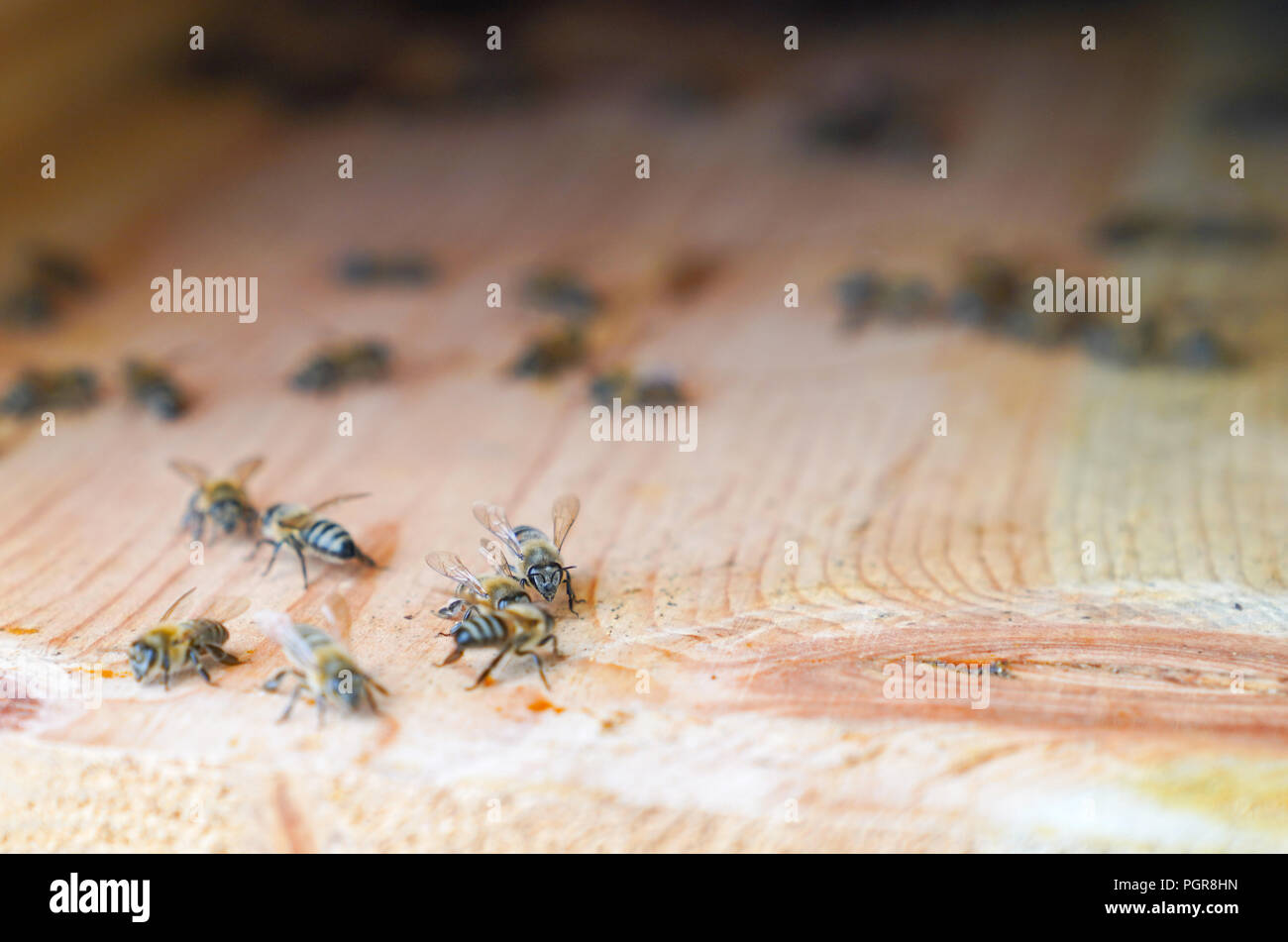 Bees walk around on surface of wall of hive, selective focus Stock ...