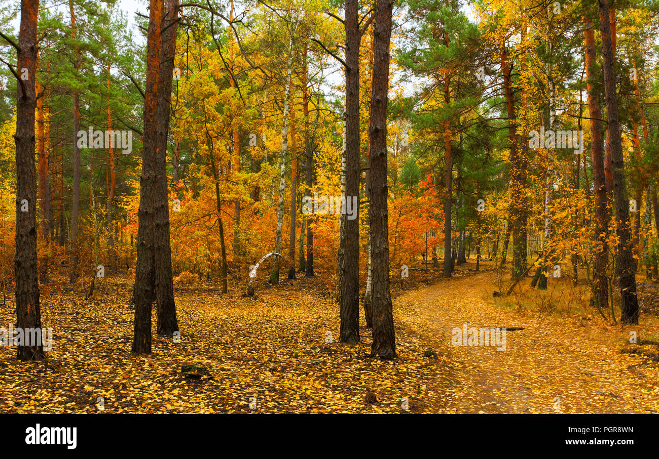 walk in the autumn forest. autumn colors. melancholy. autumn mood Stock ...