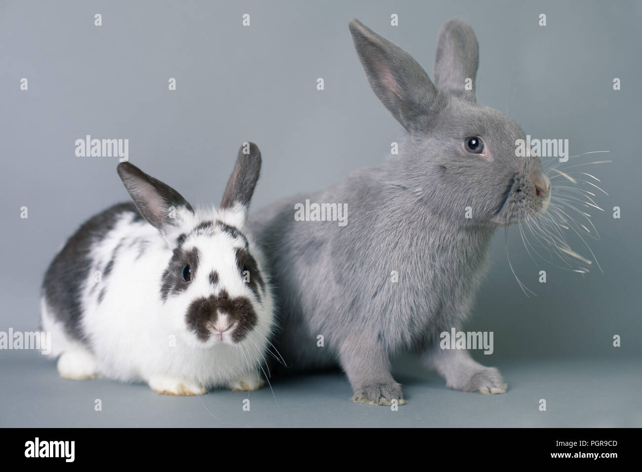 Two beautiful funny baby bunnies on a solid gray background Stock Photo ...