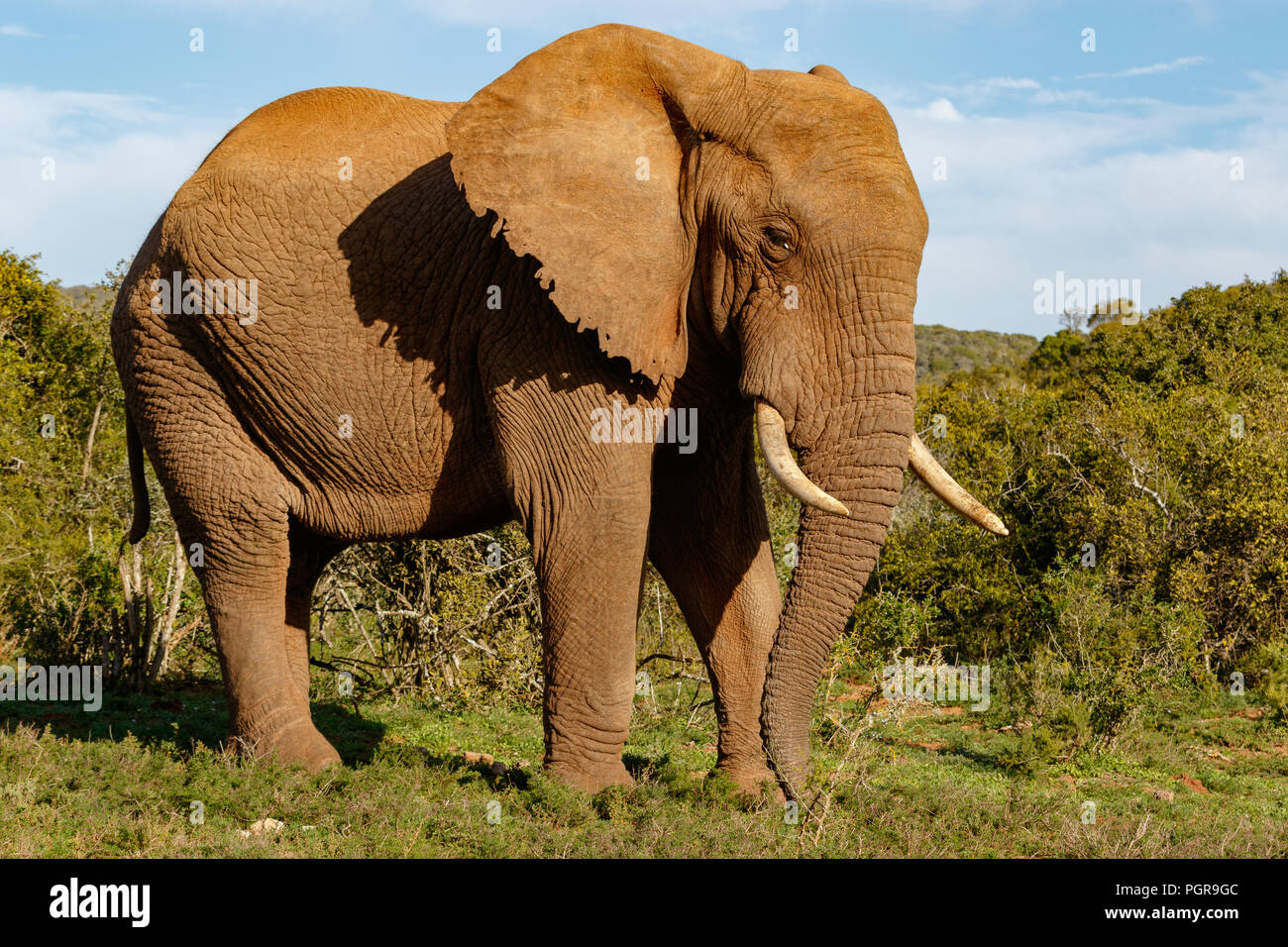 Elephant standing proudly with his trunk pointing to the ground in the ...