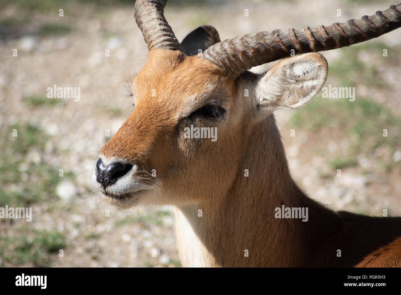 Antelope afric hi-res stock photography and images - Alamy