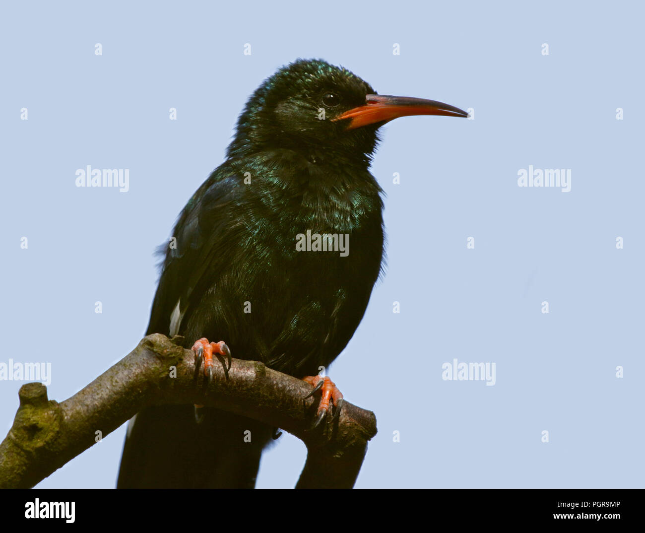 Green wood hoopoe hi-res stock photography and images - Alamy