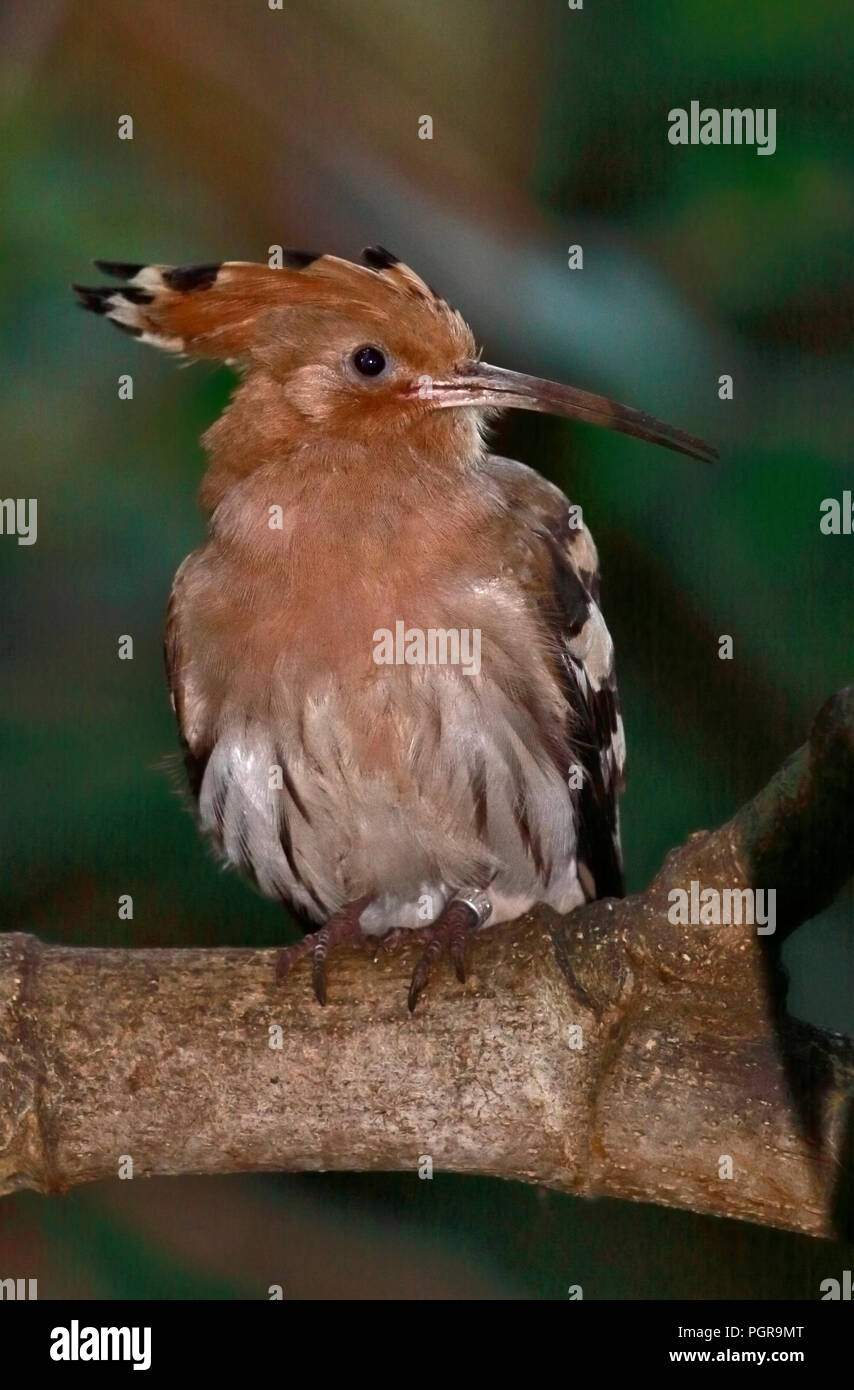 Crested hoopoe upupa epops hi-res stock photography and images - Alamy