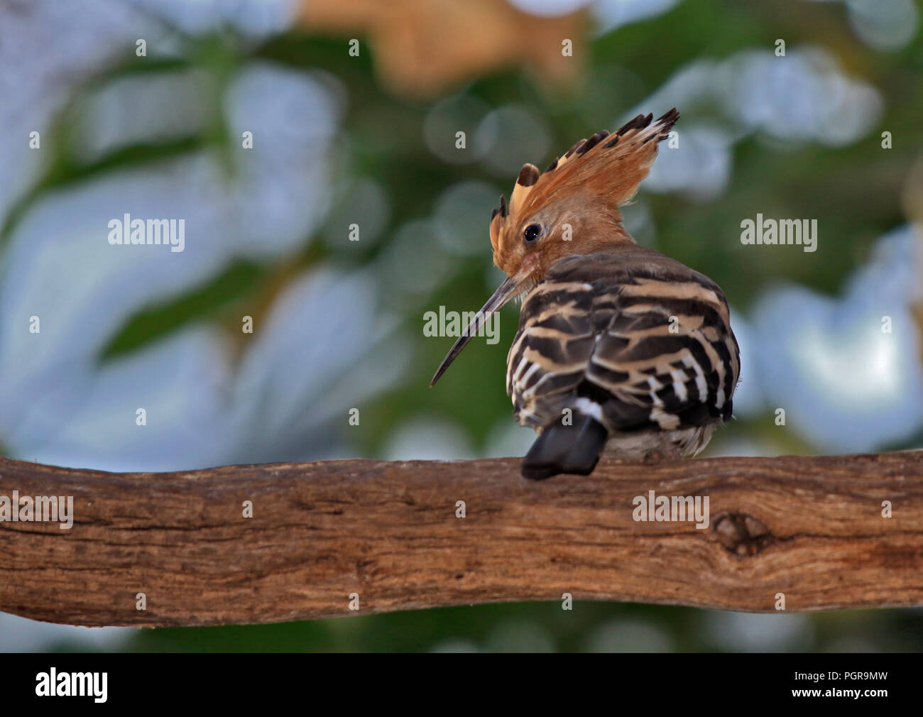 Crested hoopoe upupa epops hi-res stock photography and images - Alamy