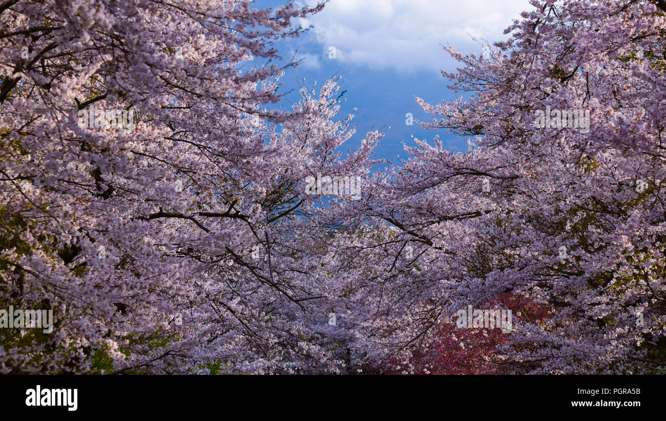 Nice sakura blossom with sky Stock Photo - Alamy