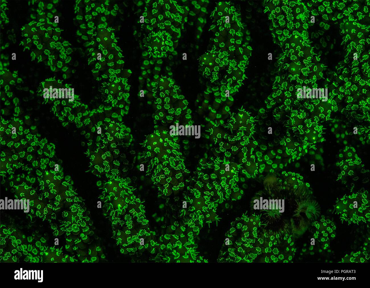 Zooxanthellae hi-res stock photography and images - Alamy