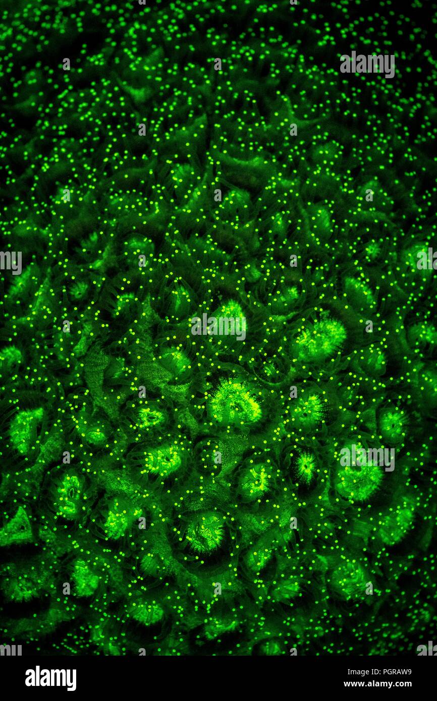 Zooxanthellae hi-res stock photography and images - Alamy