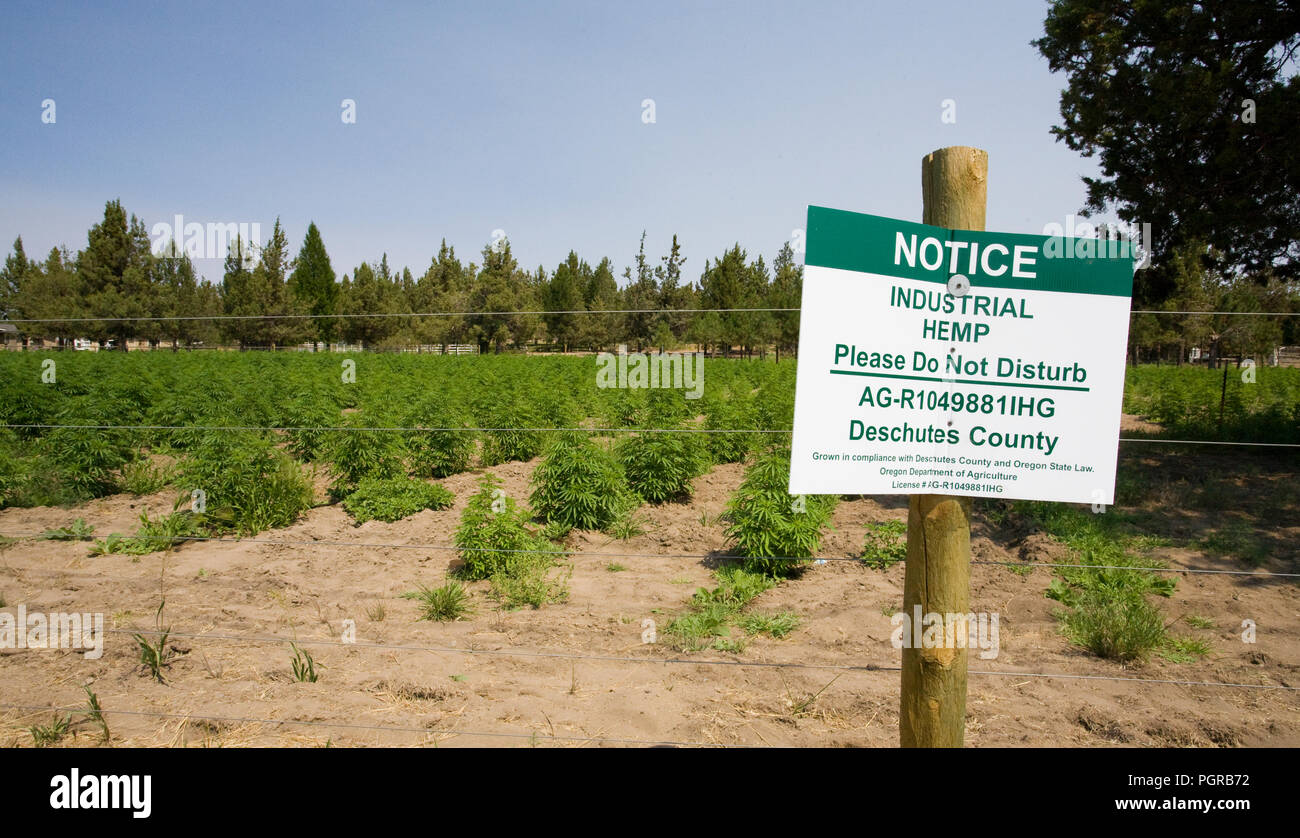 A field of industrial hemp, a strain of Cannabis Sativa L, grows ...