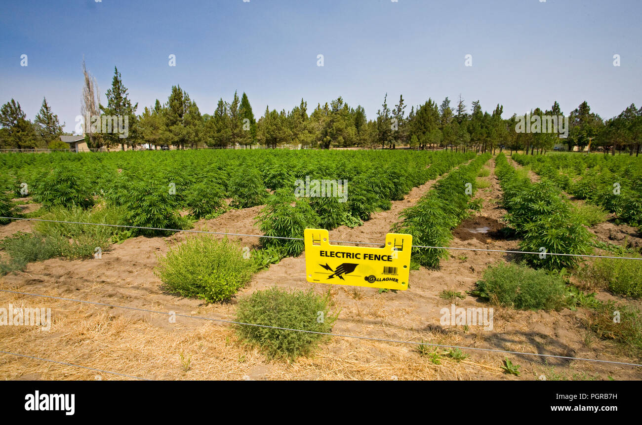 Industrial hemp hi-res stock photography and images - Alamy