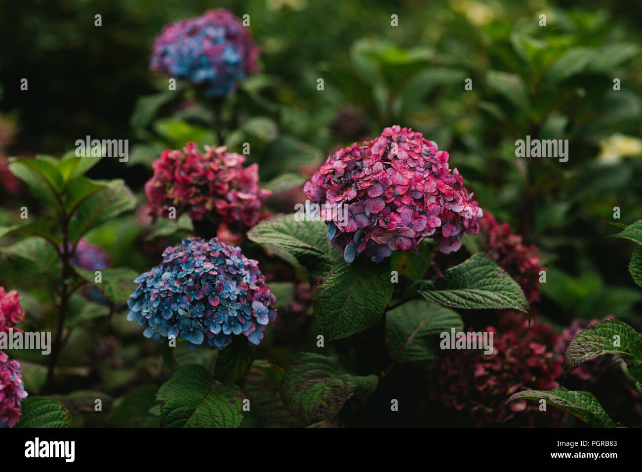 Hydrangeas grow in the gardens in front of Chatham Bars Inn in Cape Cod ...