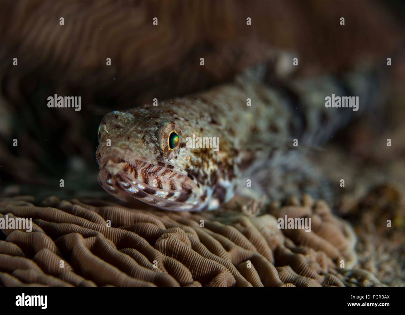 Marine fish portrait hi-res stock photography and images - Alamy