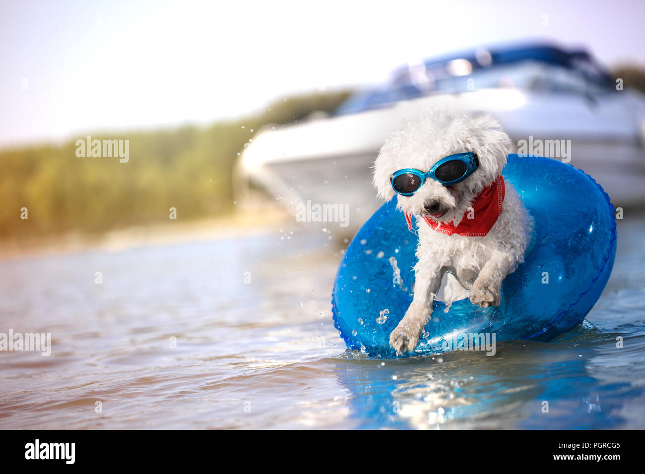 funny bison on beach relaxing Stock Photo - Alamy