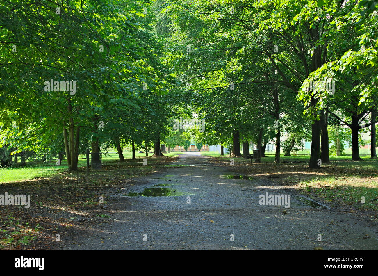 Park asphalt pathway surrounded with trees, summer time Stock Photo - Alamy