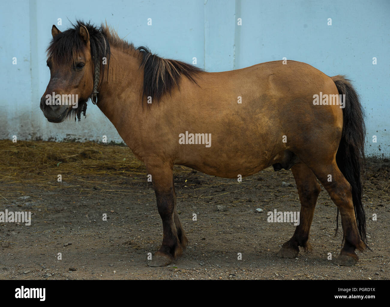 Brown pony standing outside stable, side view Stock Photo - Alamy