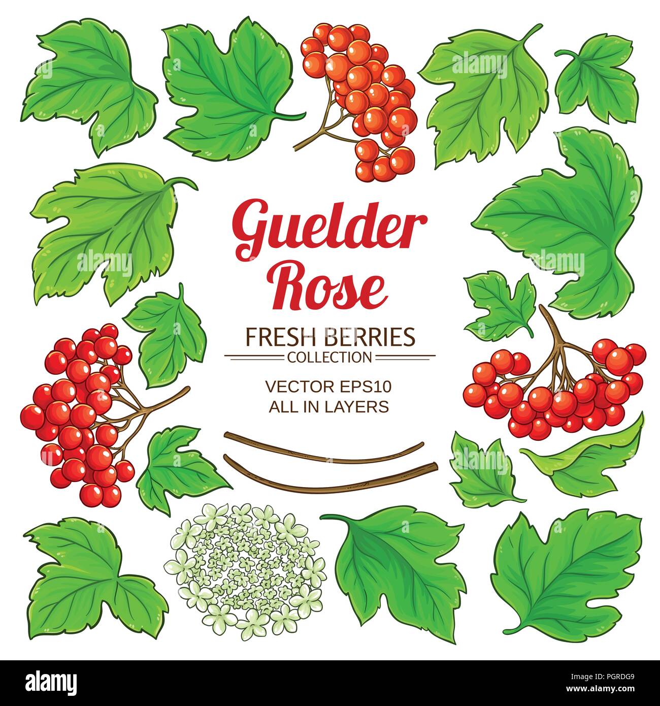 guelder rose elements vector set on white background Stock Vector Image ...
