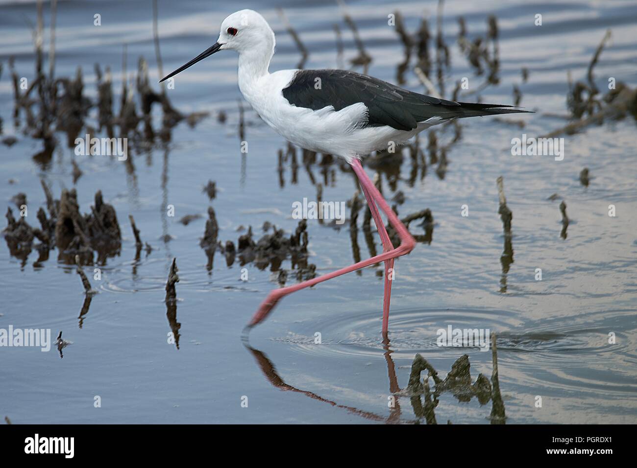 Taken to capture a unique moment that gives the appearance of the bird ...