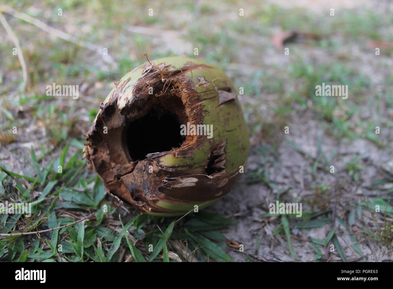 Puncture coconut hi-res stock photography and images - Alamy