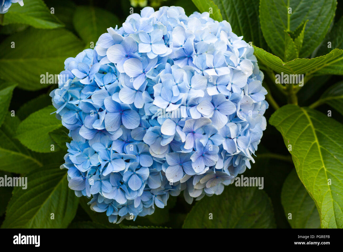 Beautiful blue hydrangeas blossoming hi-res stock photography and ...