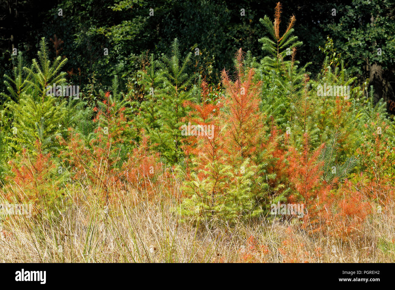 little red larch trees in autumn Stock Photo - Alamy